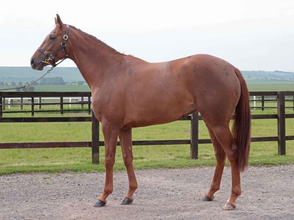 And She Was | Nick Brown Racing